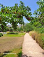 The Archaeological Site Of The Lyceum Of Aristotle In Athens