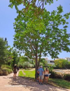 The Archaeological Site Of The Lyceum Of Aristotle In Athens